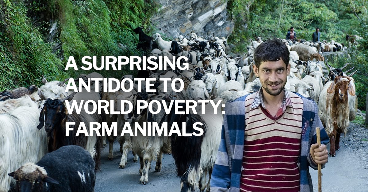 A Surprising Antidote to World Poverty: Farm Animals - GFA World